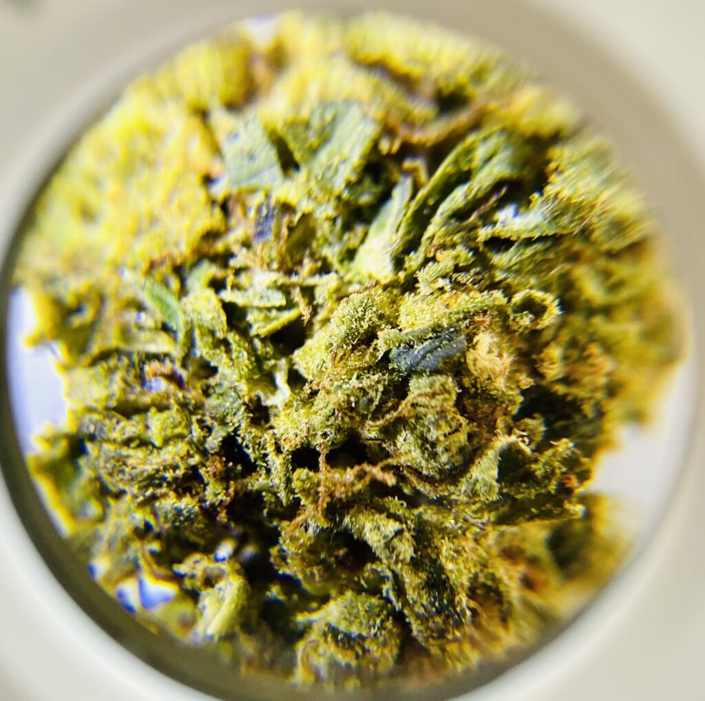 South Georgia – CannaSense