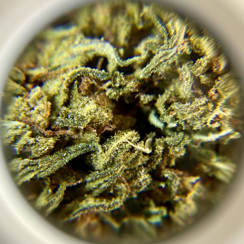 South Georgia – CannaSense