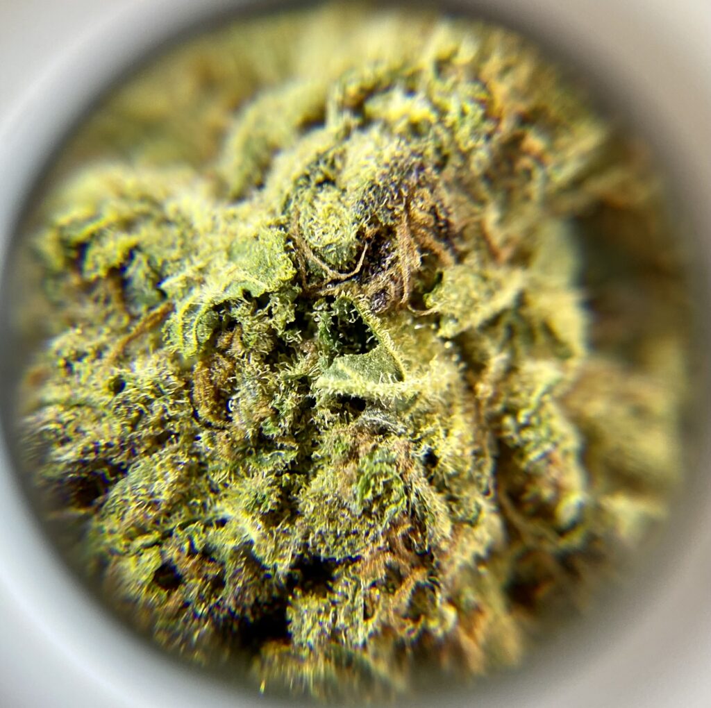 South Georgia – CannaSense