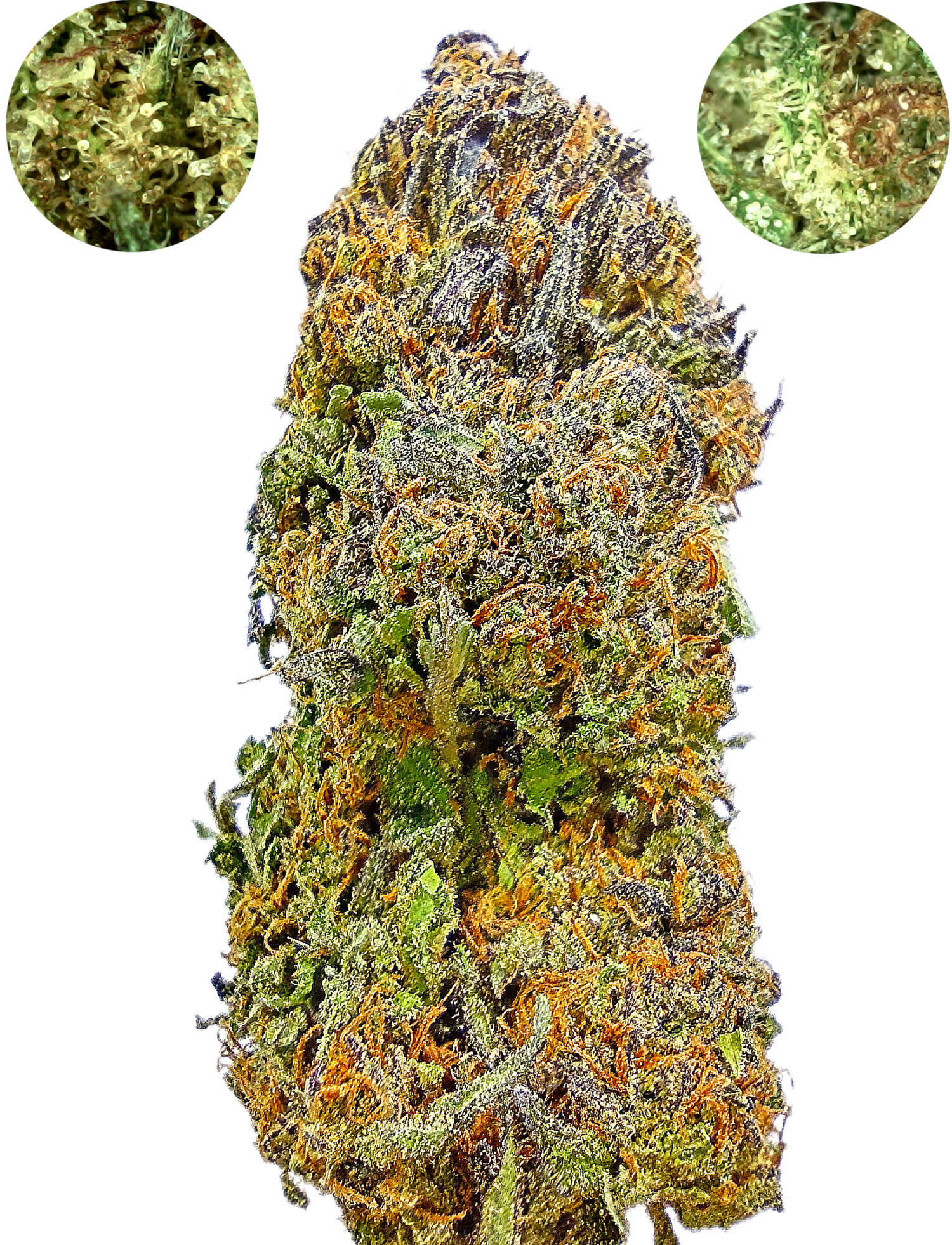 Flying Phoenix – Hybrid 1/4 oz – CannaSense